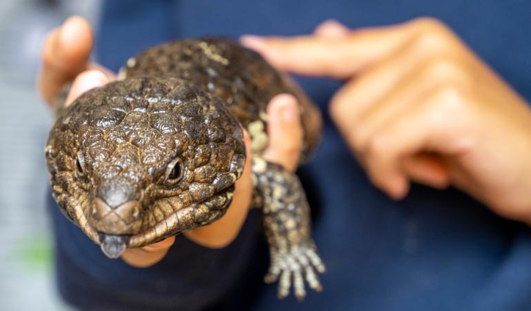 Warrawong Wildlife Sanctuary | Home
